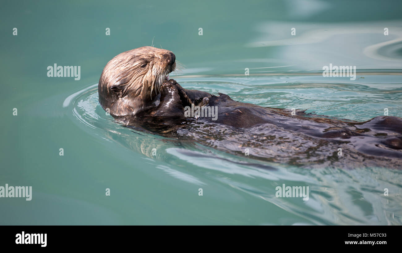 a Sea otter is eating mussels Stock Photo - Alamy