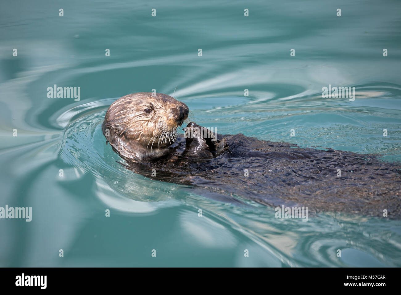 a Sea otter is eating mussels Stock Photo - Alamy