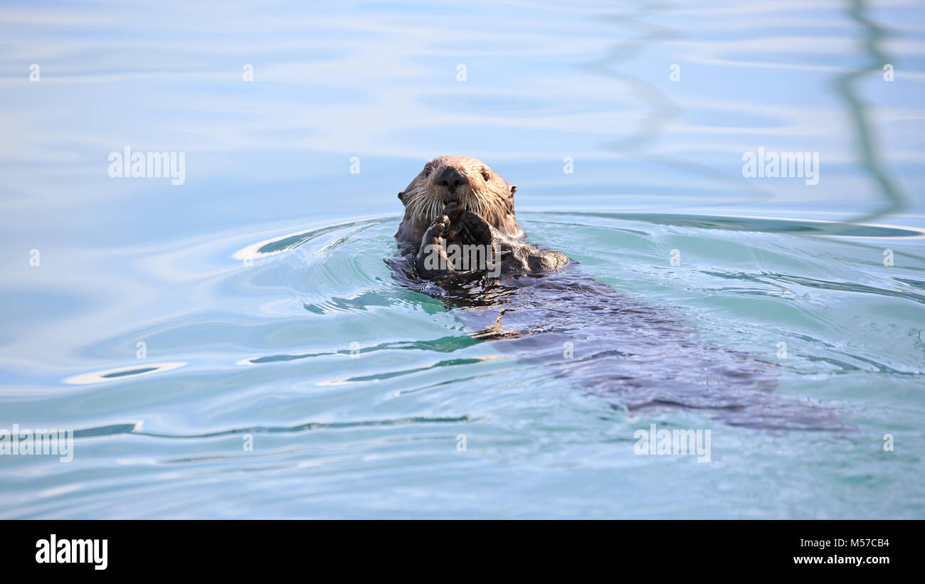 a Sea otter is eating mussels Stock Photo - Alamy