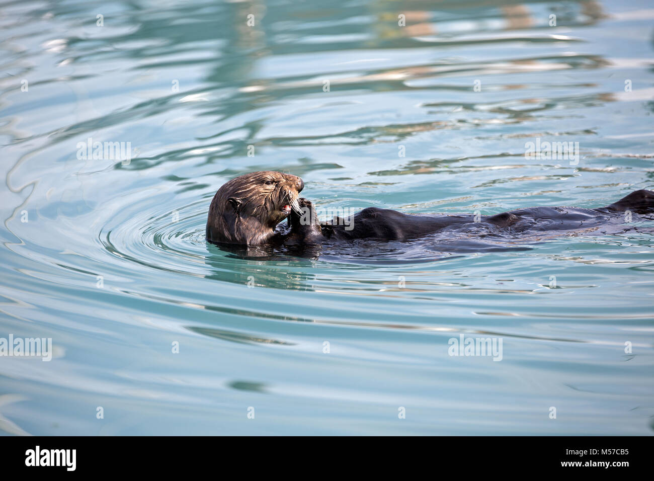 a Sea otter is eating mussels Stock Photo - Alamy