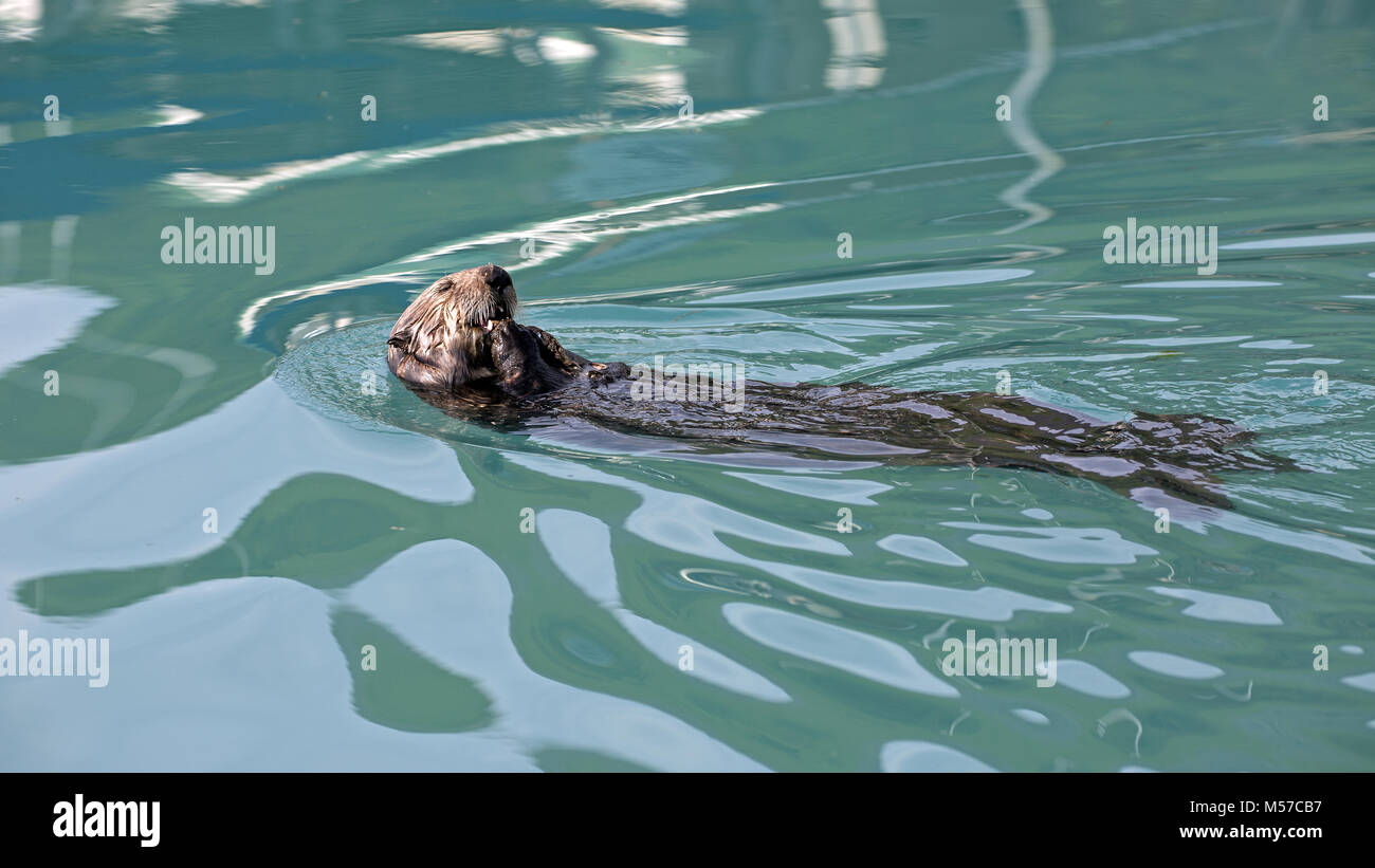 a Sea otter is eating mussels Stock Photo - Alamy