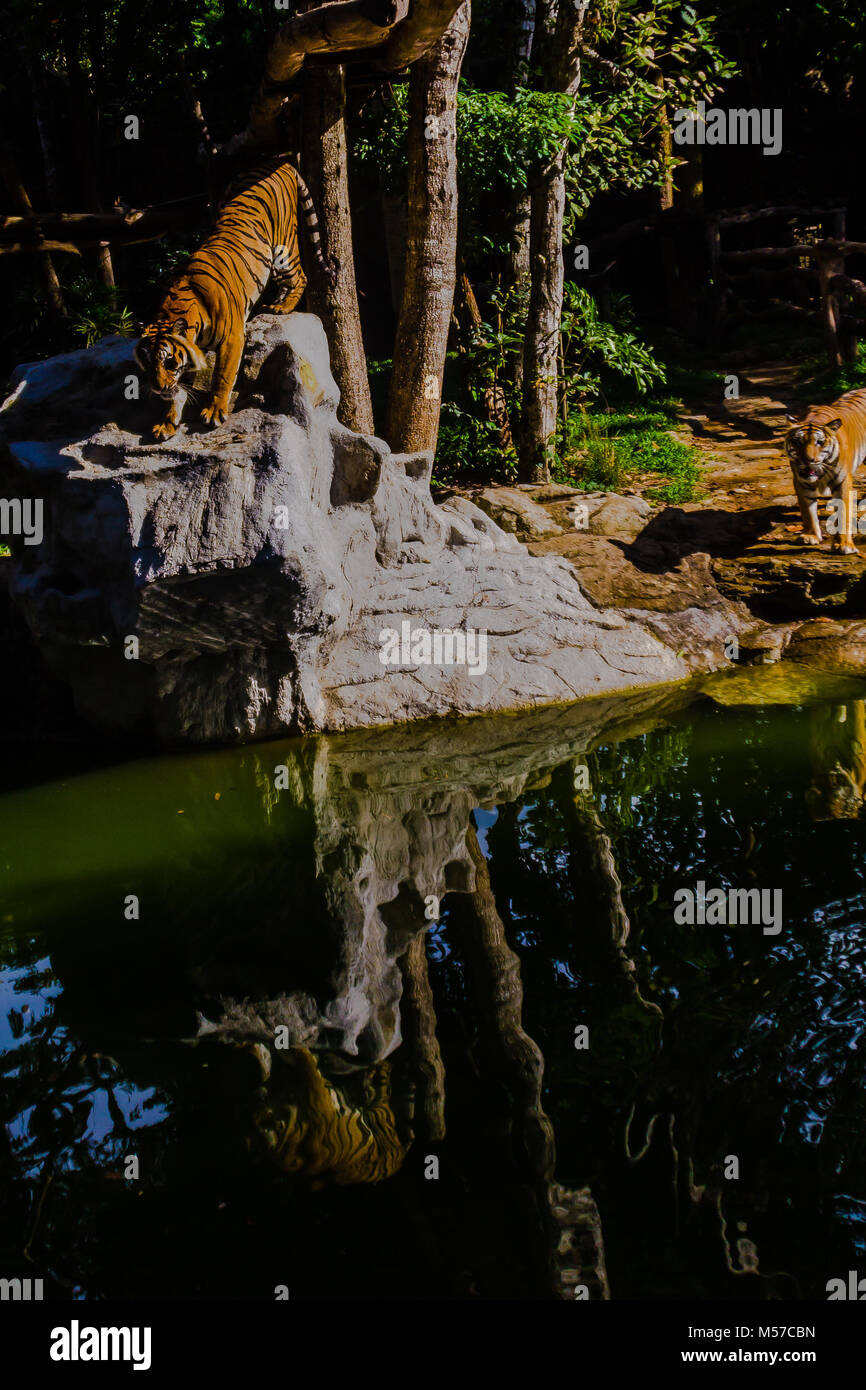 Myanmar jungle tiger hi-res stock photography and images - Alamy