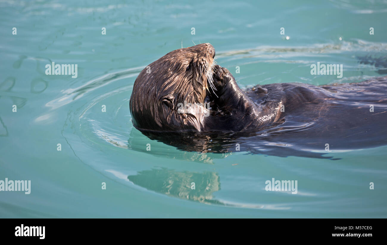 a Sea otter is eating mussels Stock Photo - Alamy
