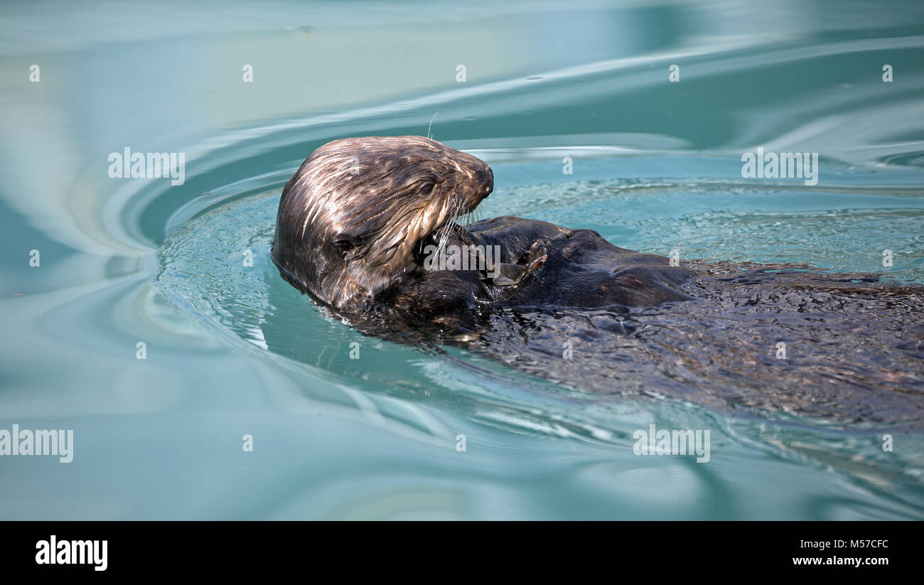 a Sea otter is eating mussels Stock Photo - Alamy