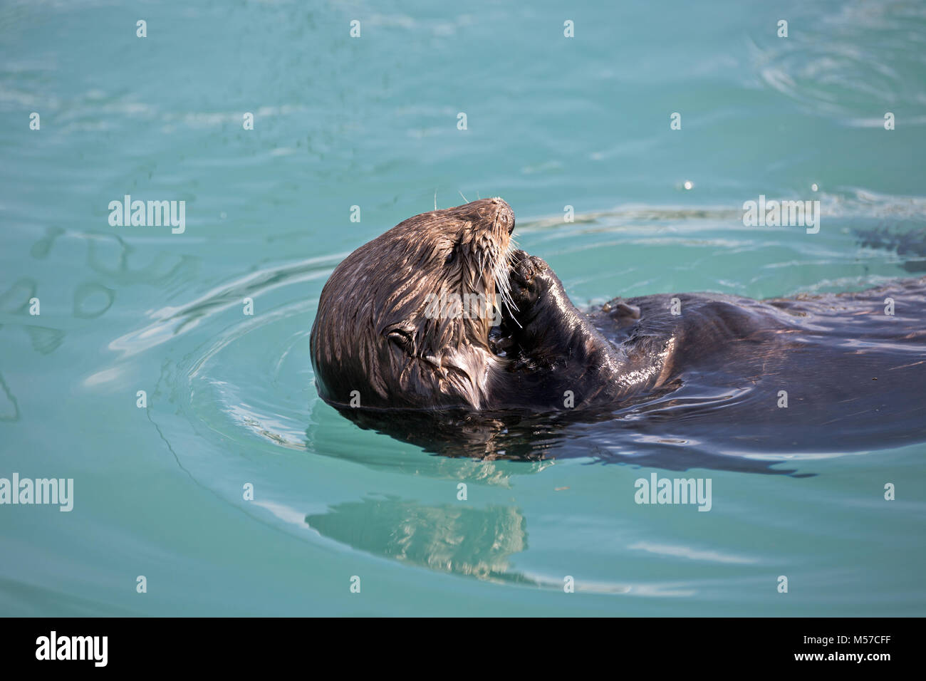 a Sea otter is eating mussels Stock Photo - Alamy