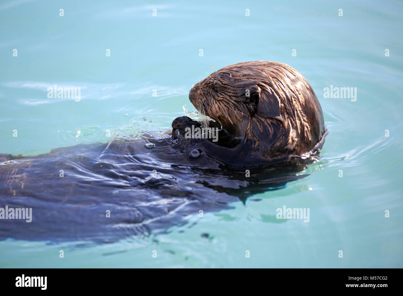 a Sea otter is eating mussels Stock Photo - Alamy