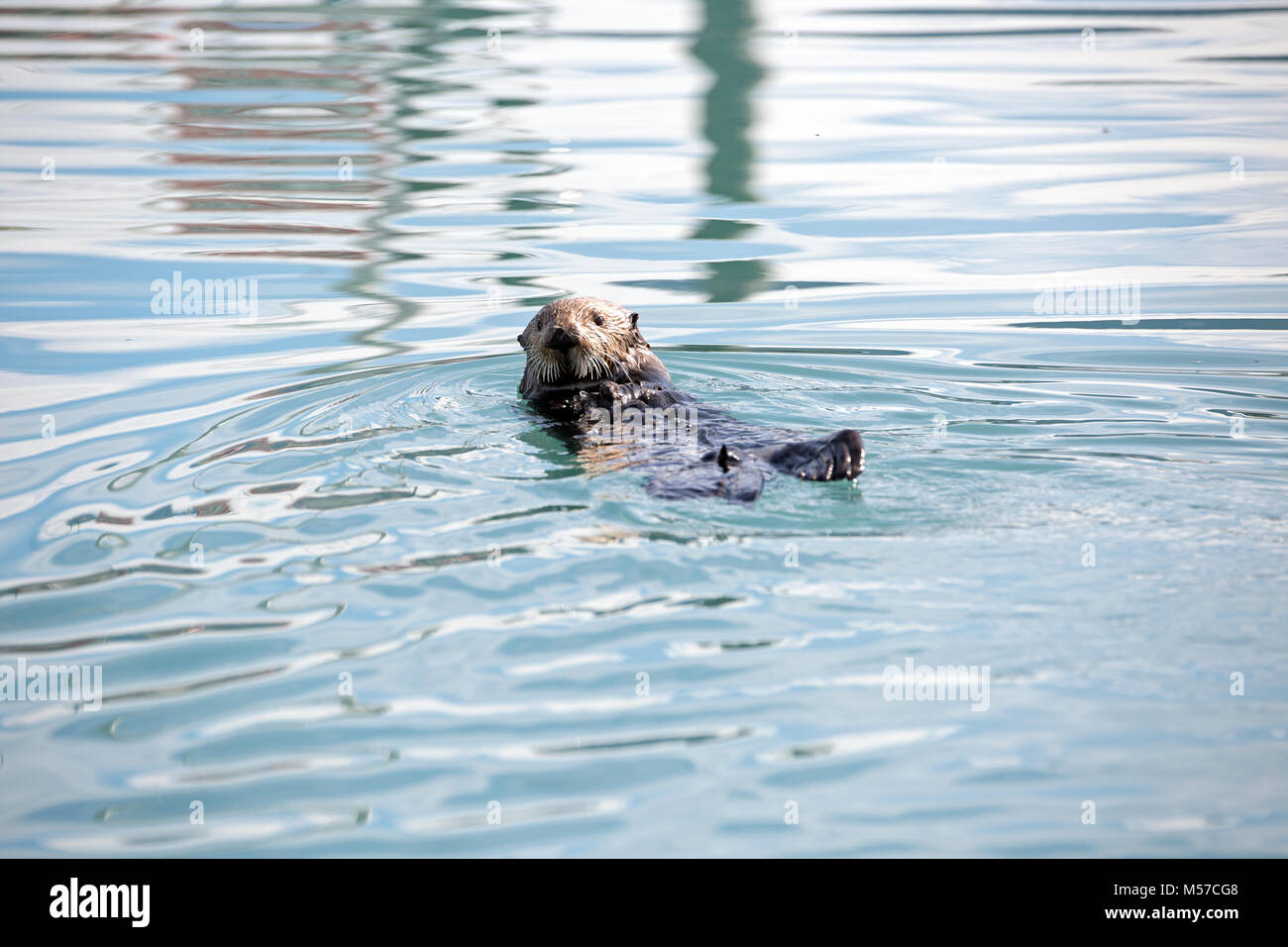a Sea otter is eating mussels Stock Photo - Alamy