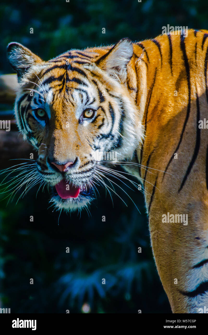 Indochinese tiger (Panthera tigris tigris), a tiger population that ...