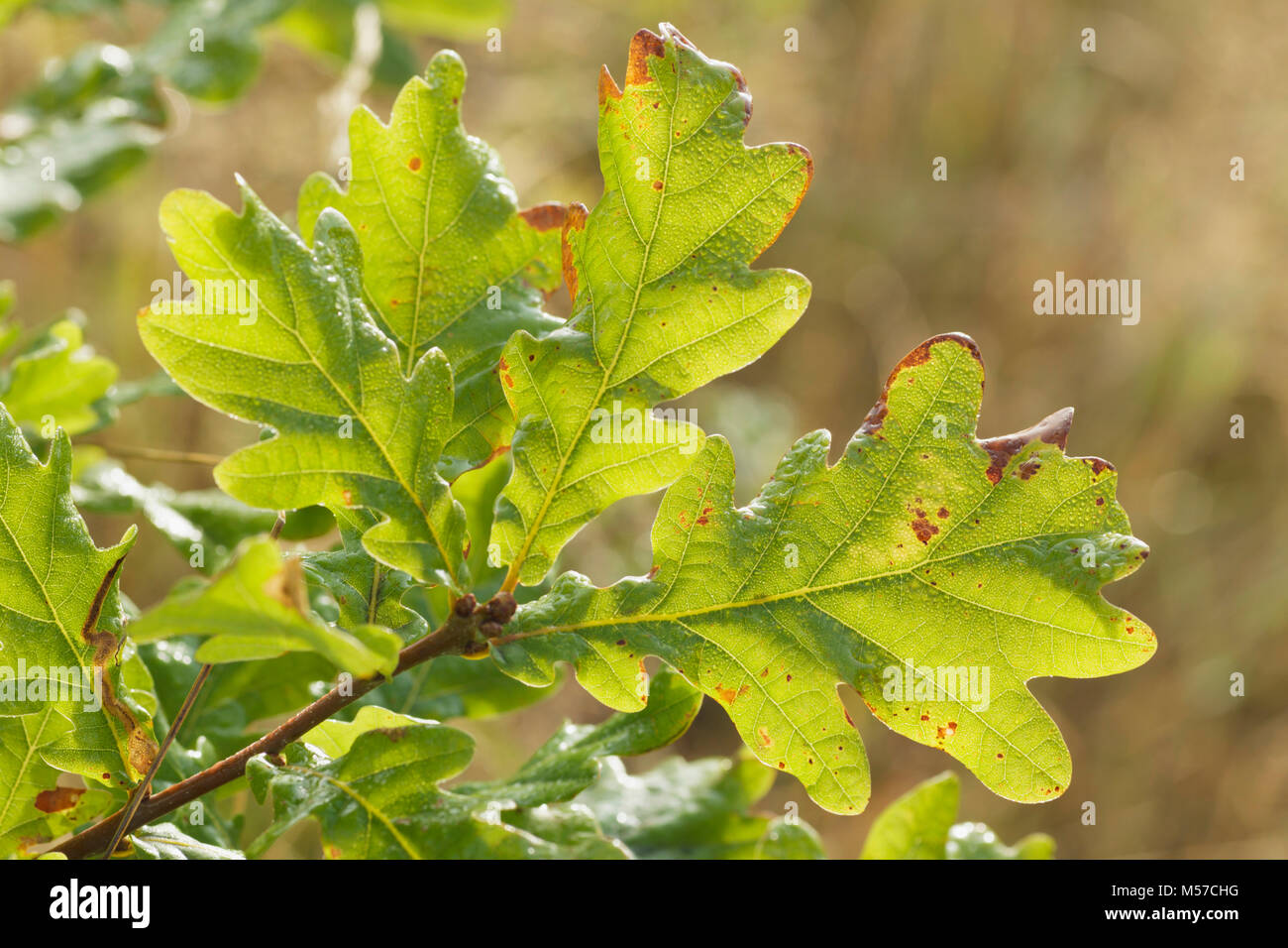 Oak tree uk september hi-res stock photography and images - Alamy