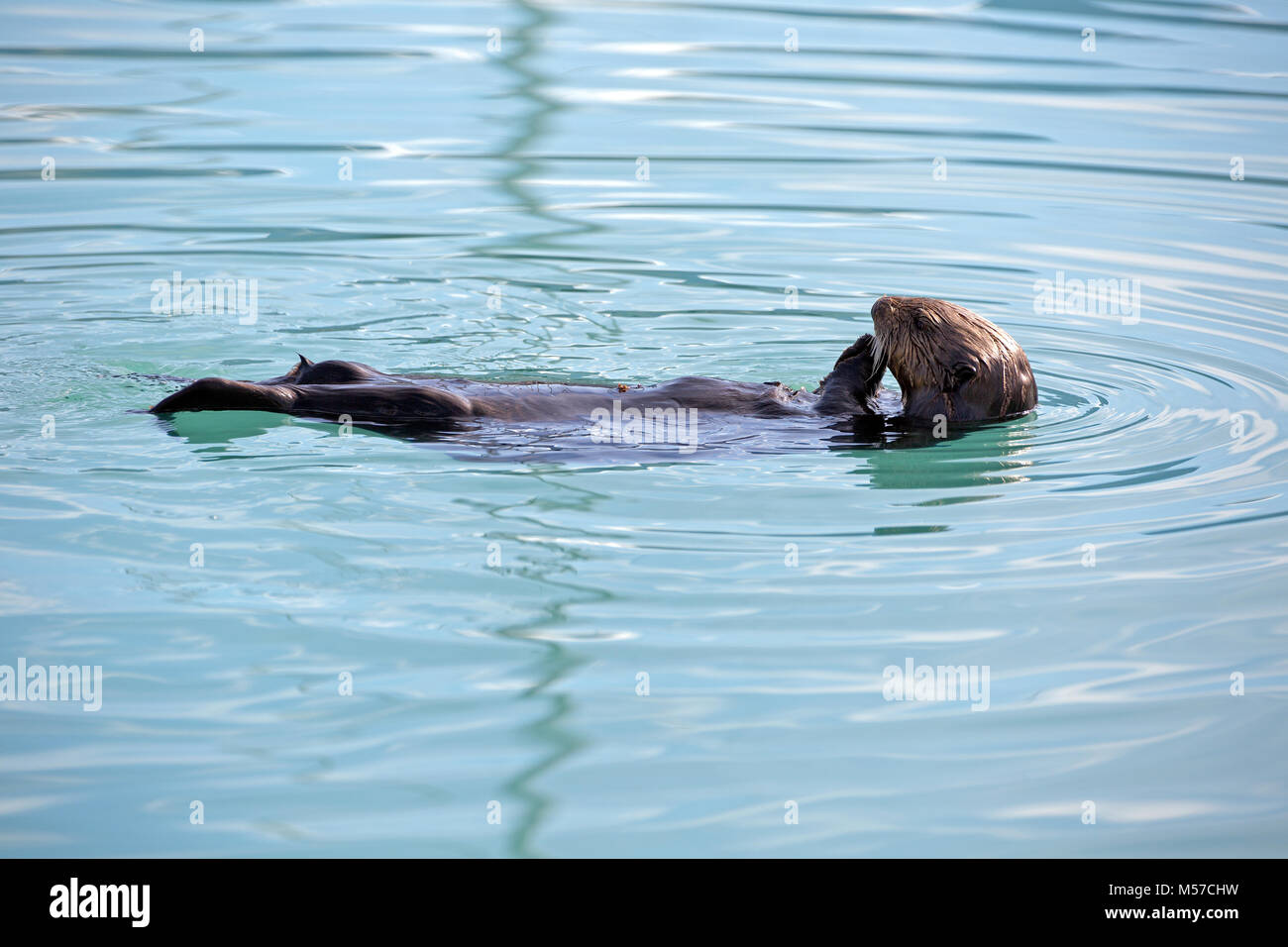 a Sea otter is eating mussels Stock Photo - Alamy