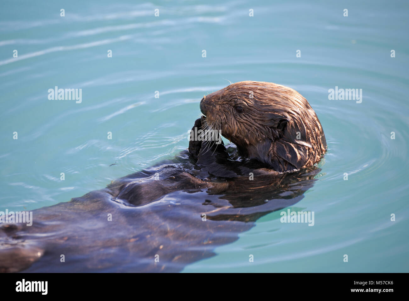 a Sea otter is eating mussels Stock Photo - Alamy