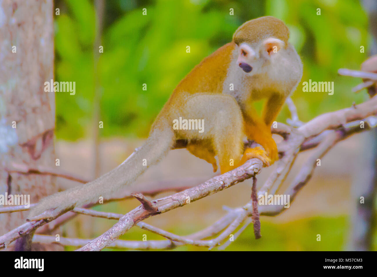 Squirrel monkey, or Saimiri Sciurea, a small New World monkey of the ...