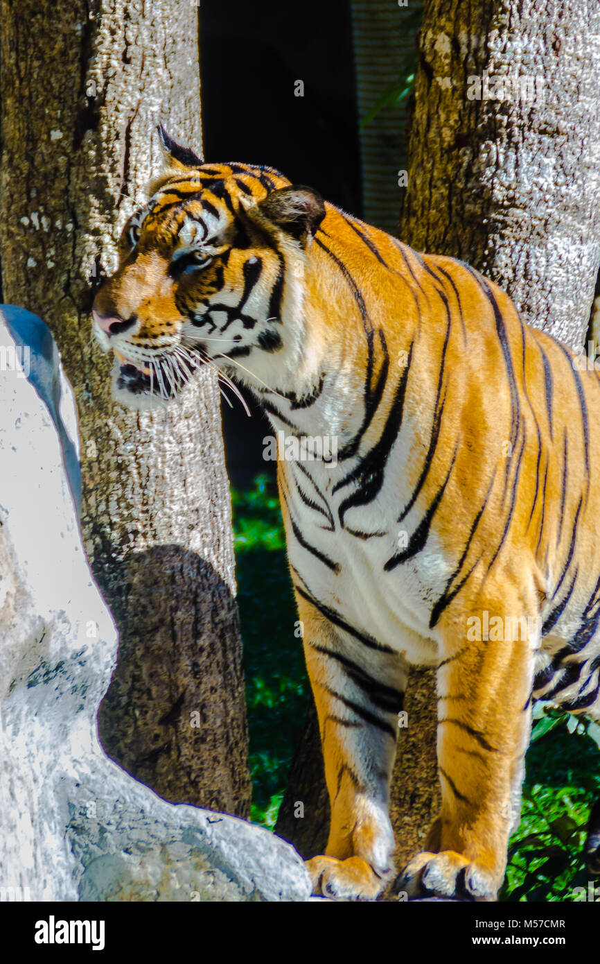 Indochinese tiger (Panthera tigris tigris), a tiger population that ...