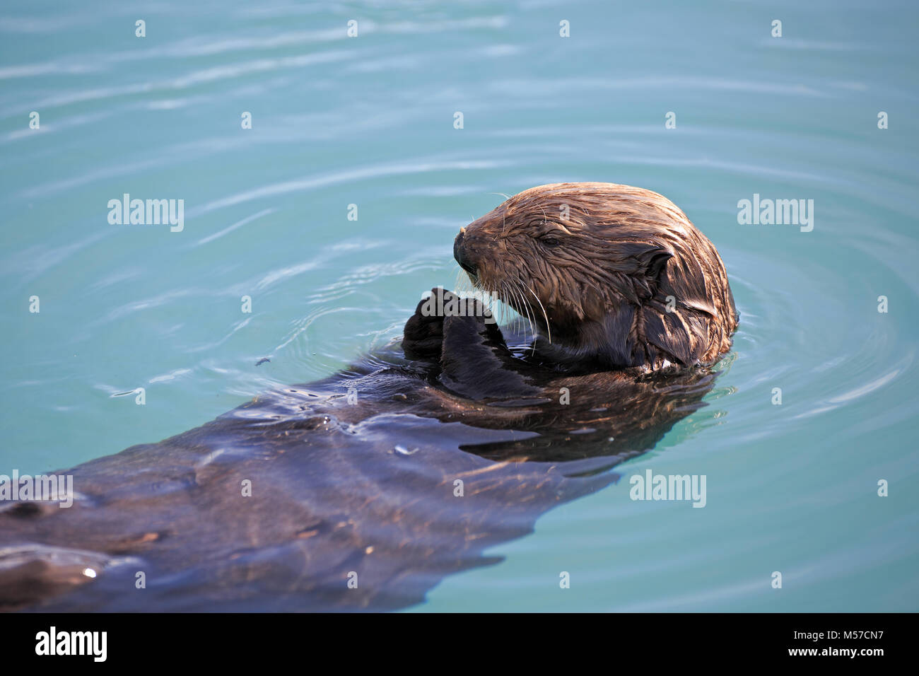 a Sea otter is eating mussels Stock Photo - Alamy