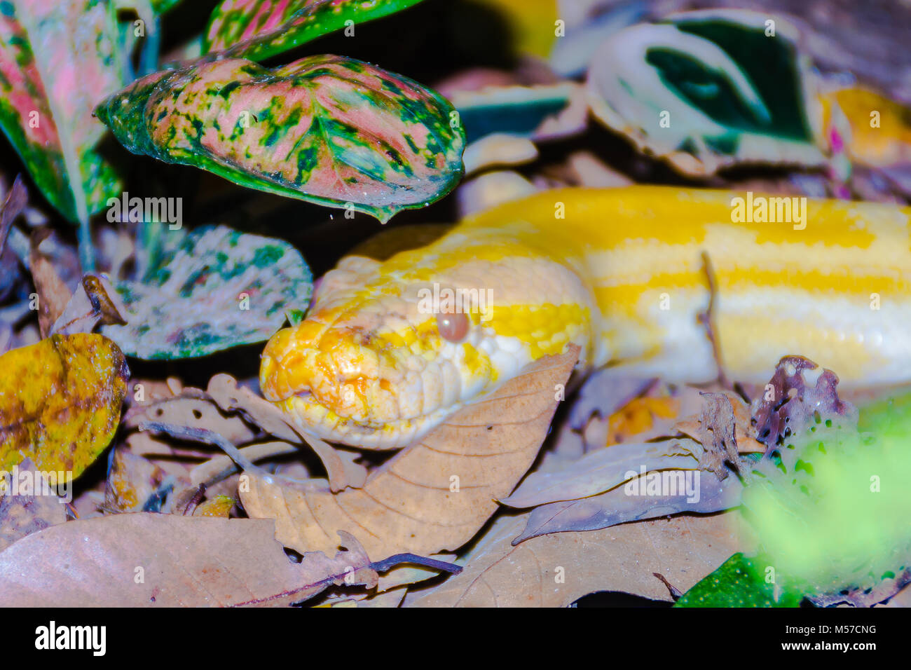 The Burmese python (Python bivittatus) is one of the five largest ...