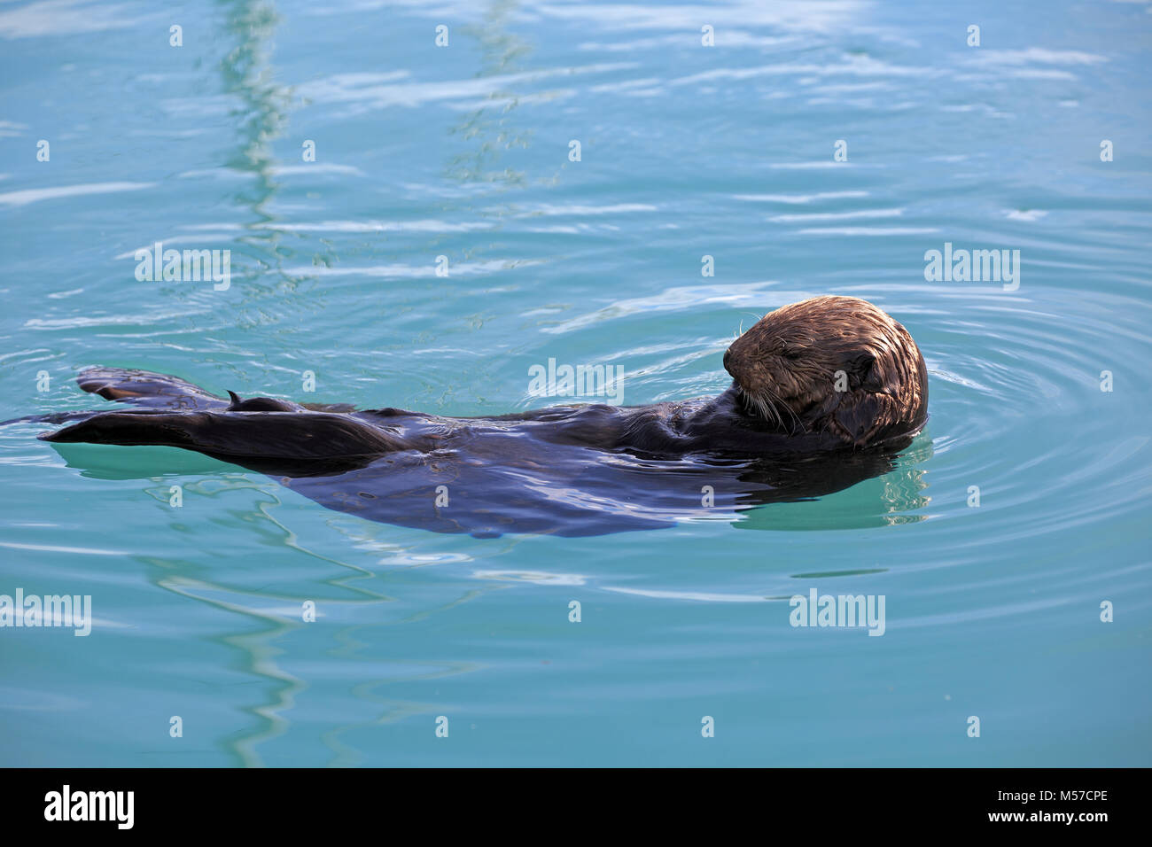a Sea otter is eating mussels Stock Photo - Alamy