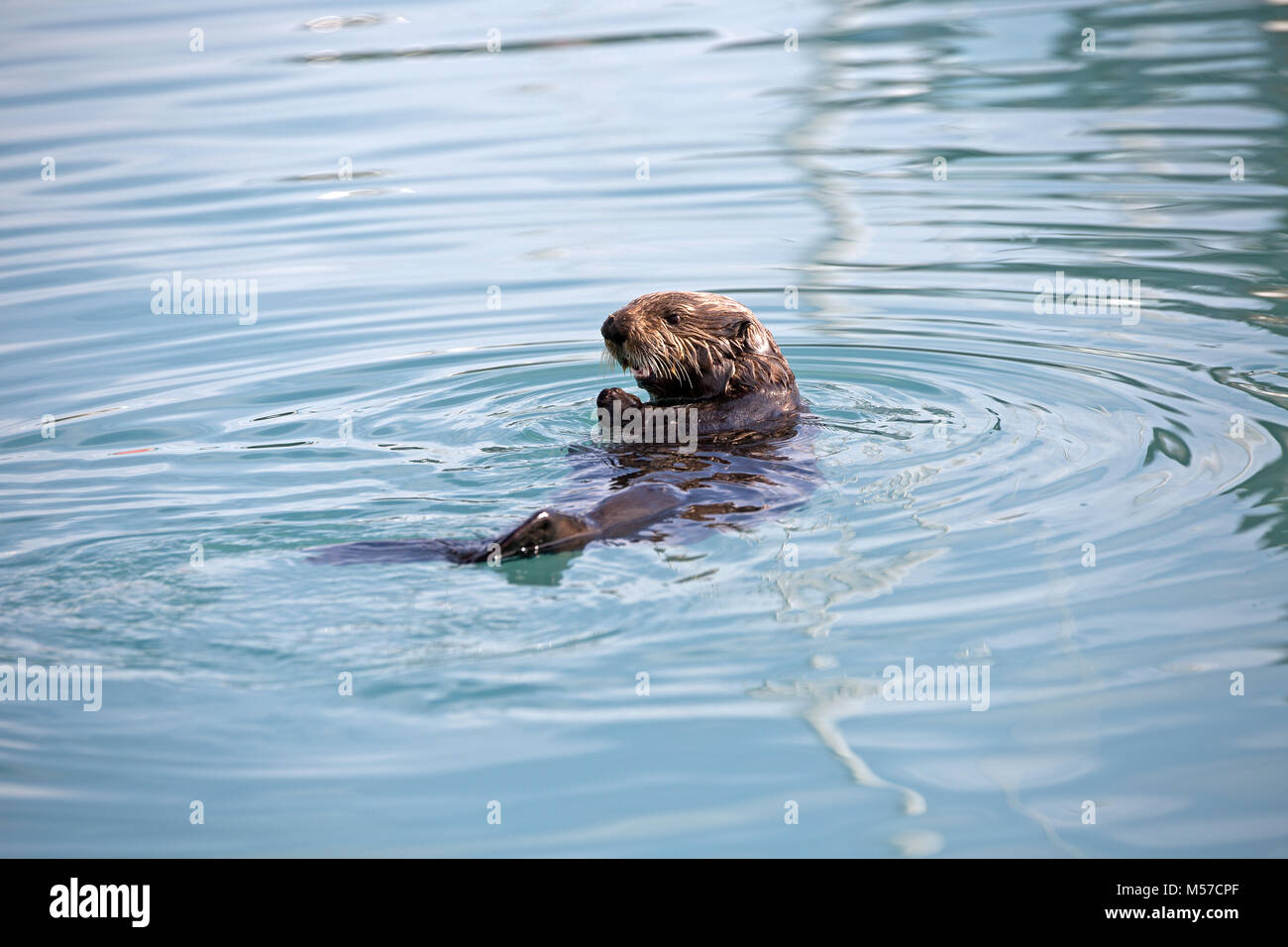 a Sea otter is eating mussels Stock Photo - Alamy