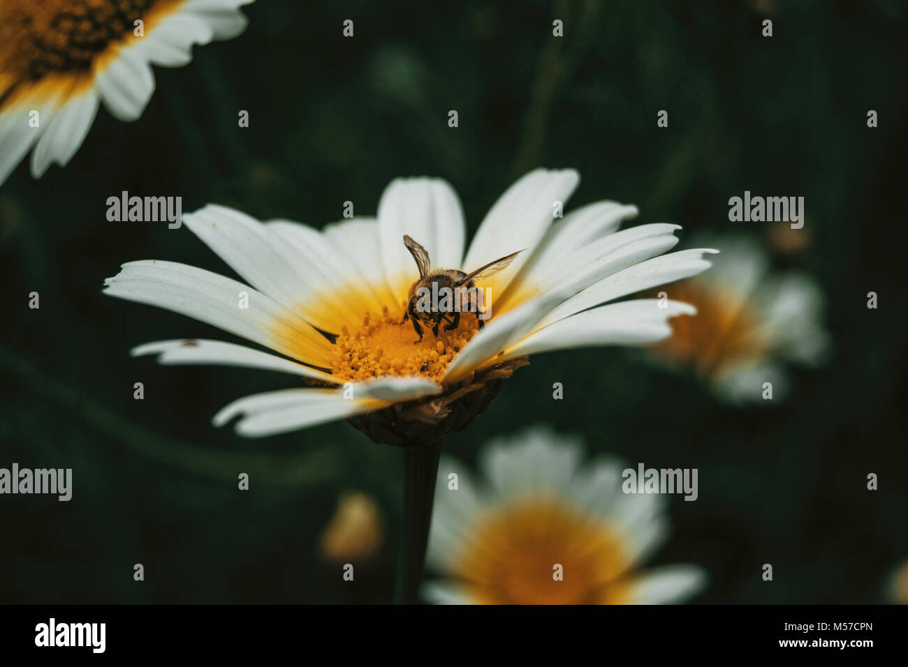 bee catching pollen from a white daisy, close up view Stock Photo - Alamy