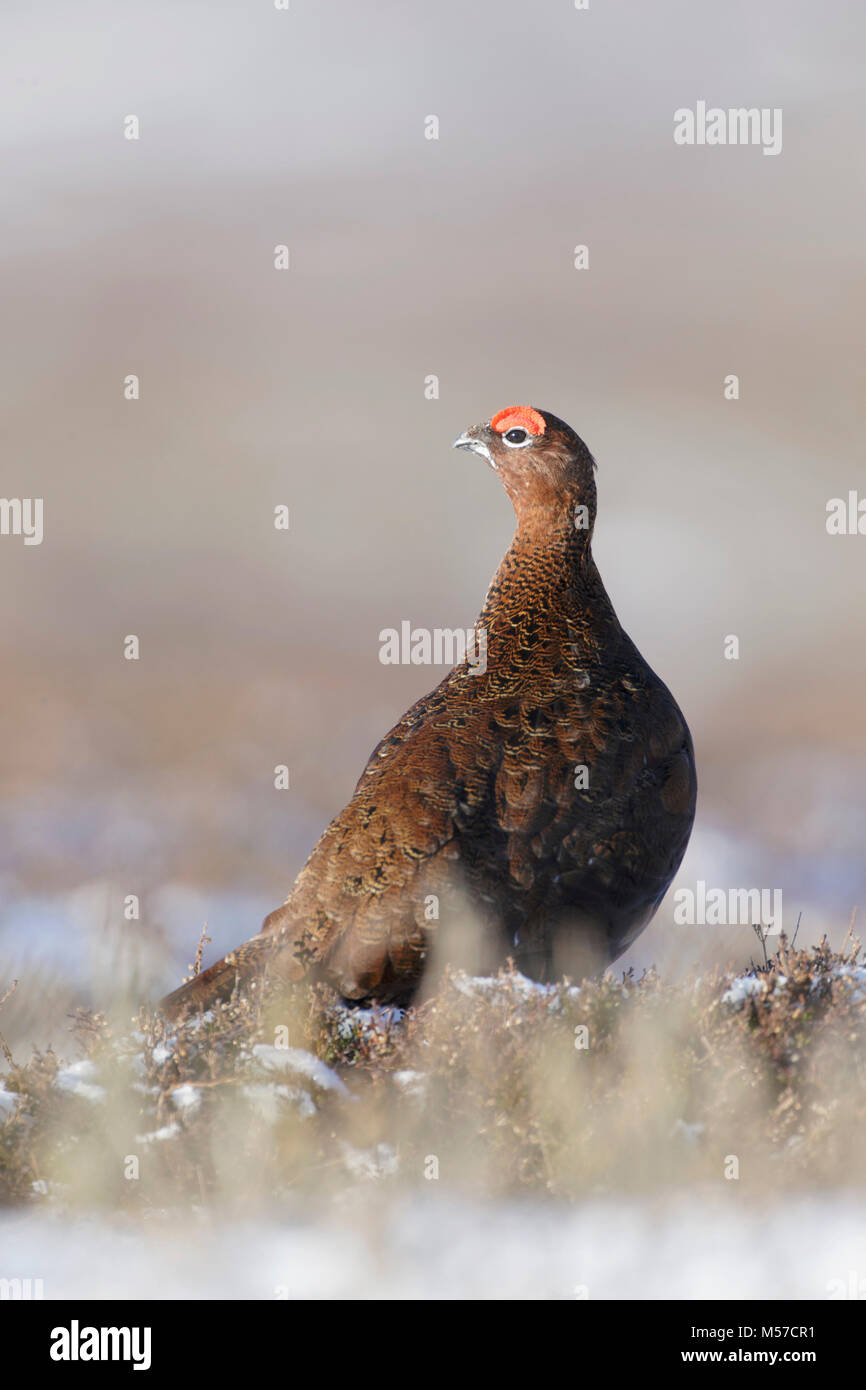 Heather moorland habitat hi-res stock photography and images - Alamy