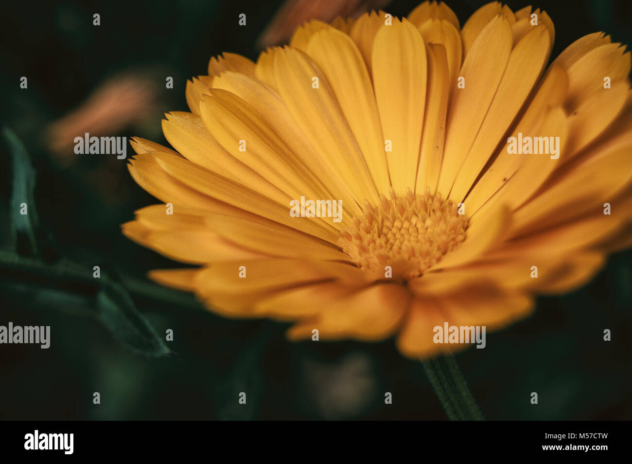 a single orange flower of calendula officinalis close up Stock Photo ...
