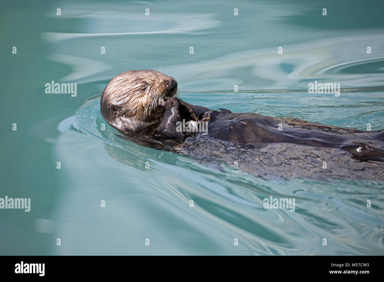 a Sea otter is eating mussels Stock Photo - Alamy