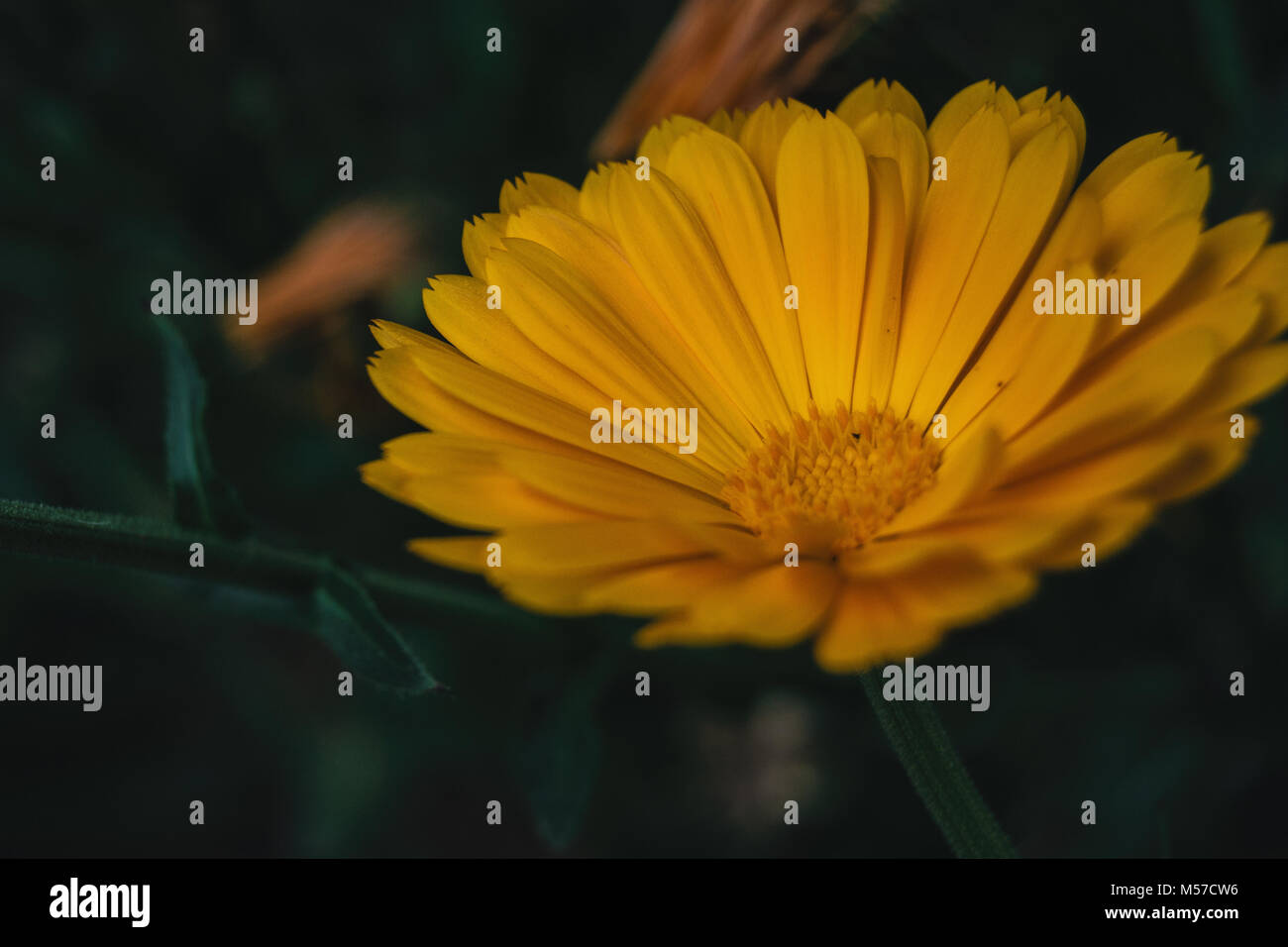a single orange flower of calendula officinalis close up Stock Photo ...