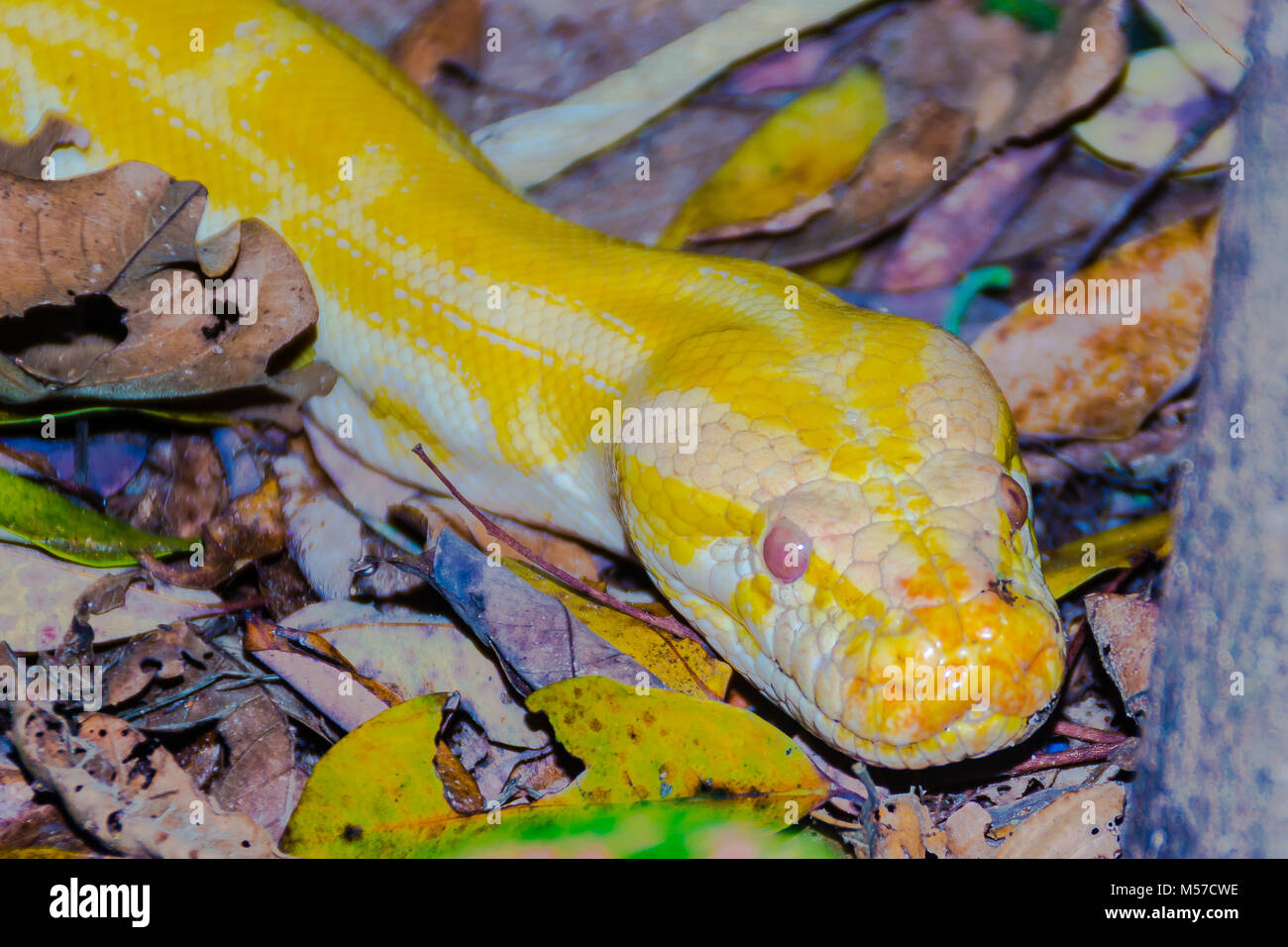 The Burmese python (Python bivittatus) is one of the five largest ...