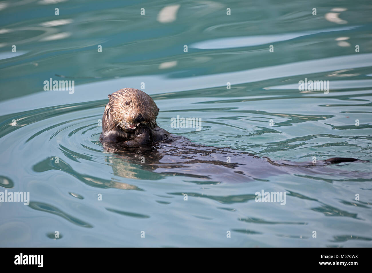 a Sea otter is eating mussels Stock Photo - Alamy