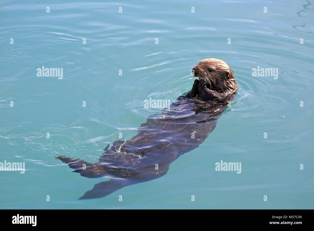 a Sea otter is eating mussels Stock Photo - Alamy