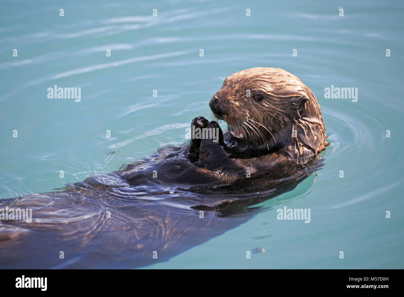 a Sea otter is eating mussels Stock Photo - Alamy