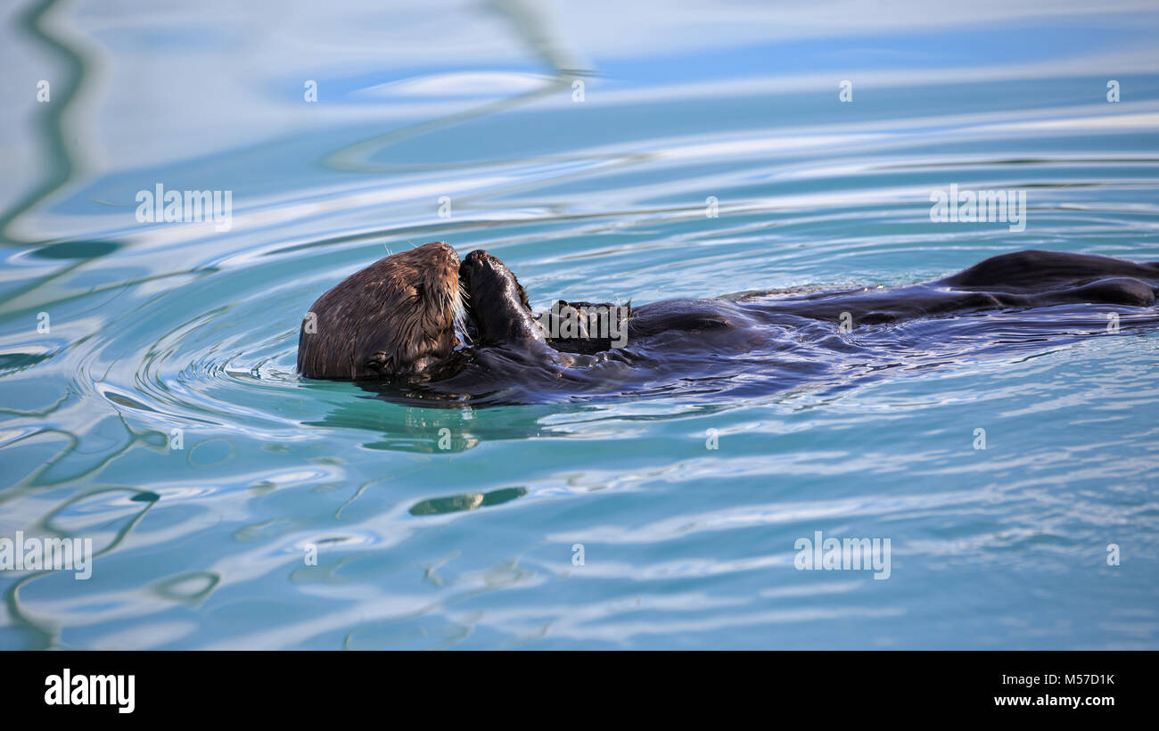 a Sea otter is eating mussels Stock Photo - Alamy