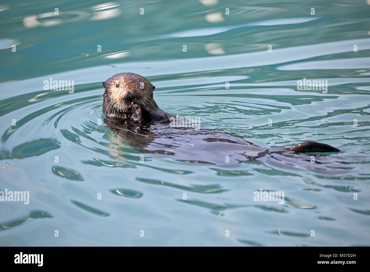 a Sea otter is eating mussels Stock Photo - Alamy
