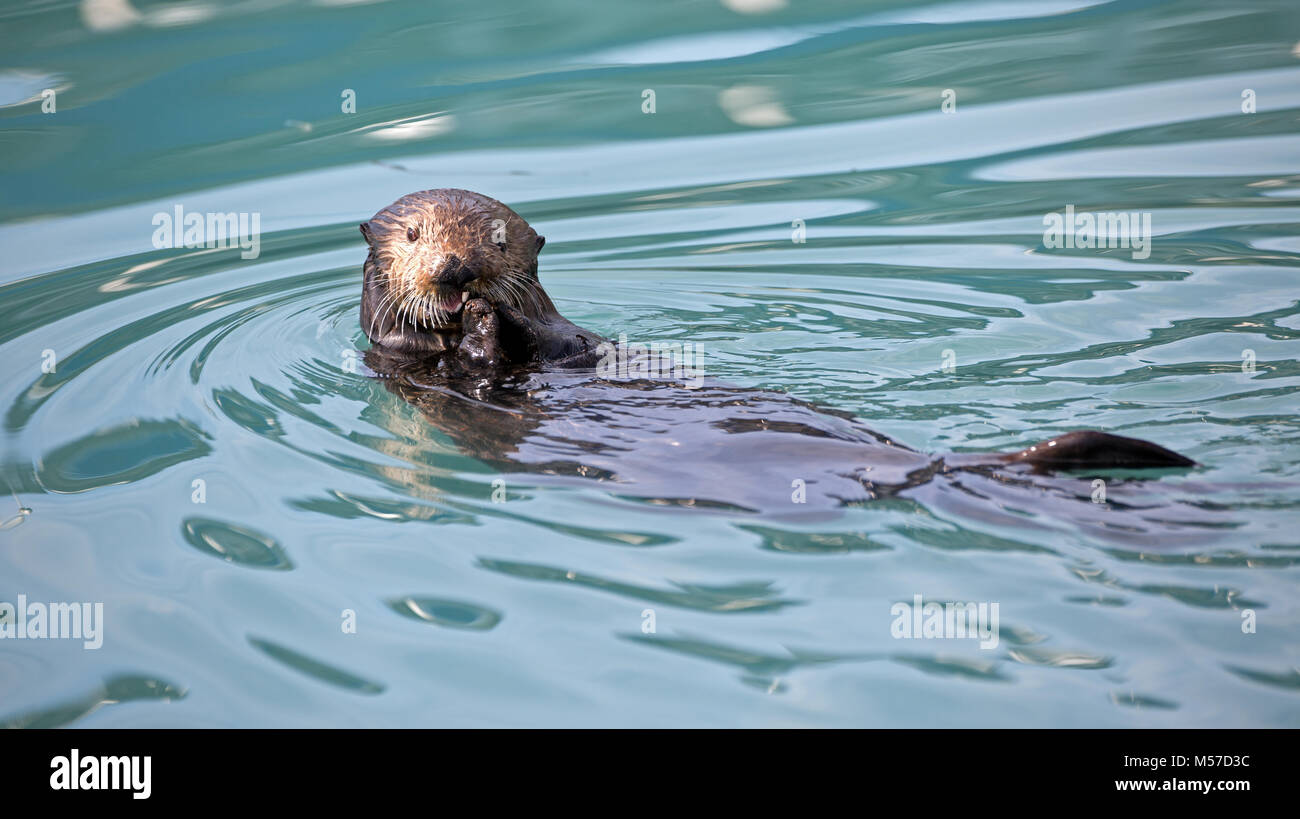 a Sea otter is eating mussels Stock Photo - Alamy