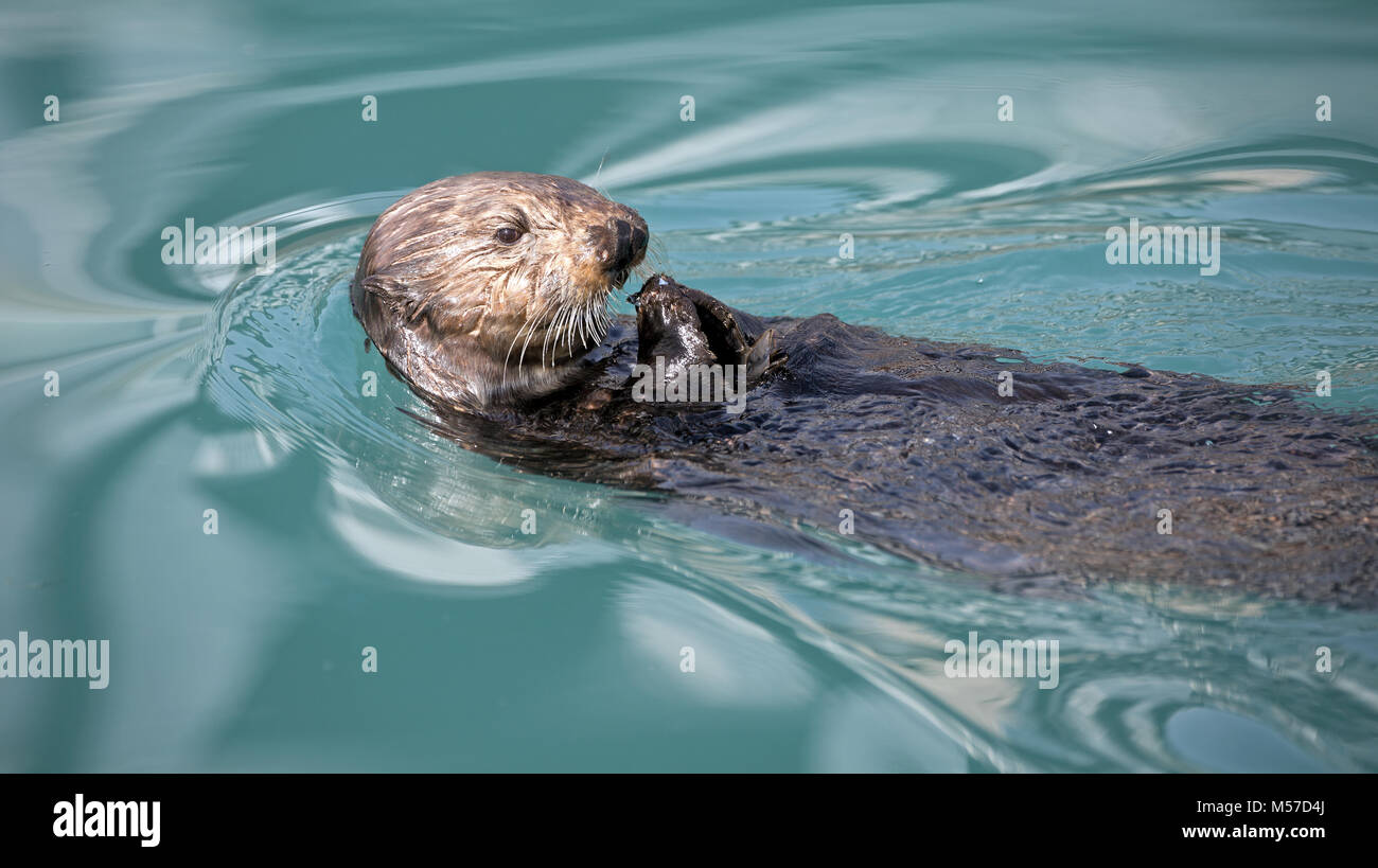 a Sea otter is eating mussels Stock Photo - Alamy