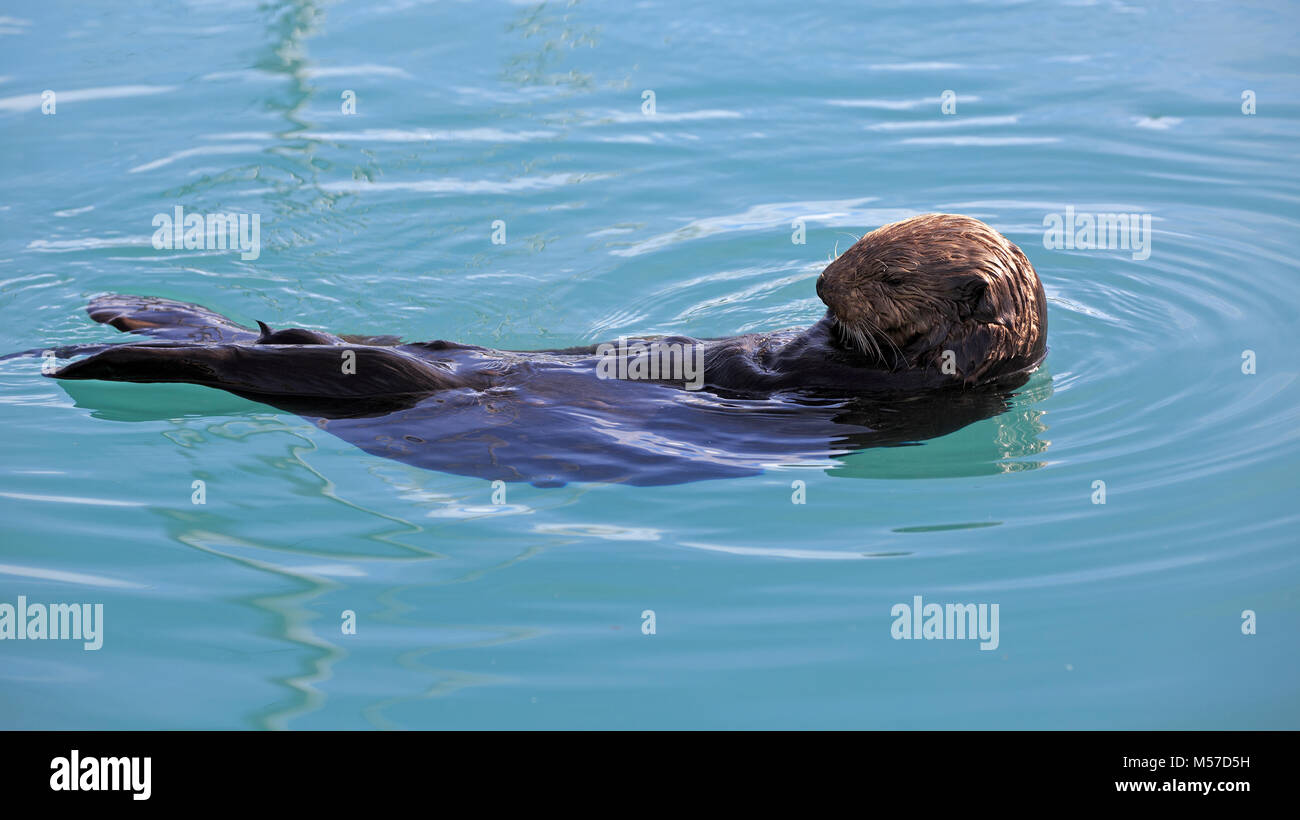 a Sea otter is eating mussels Stock Photo - Alamy