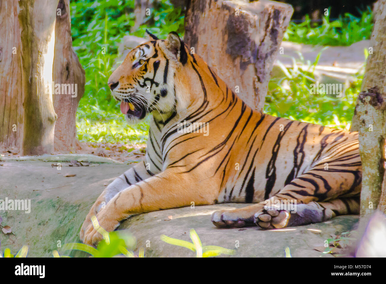 Myanmar jungle tiger hi-res stock photography and images - Alamy