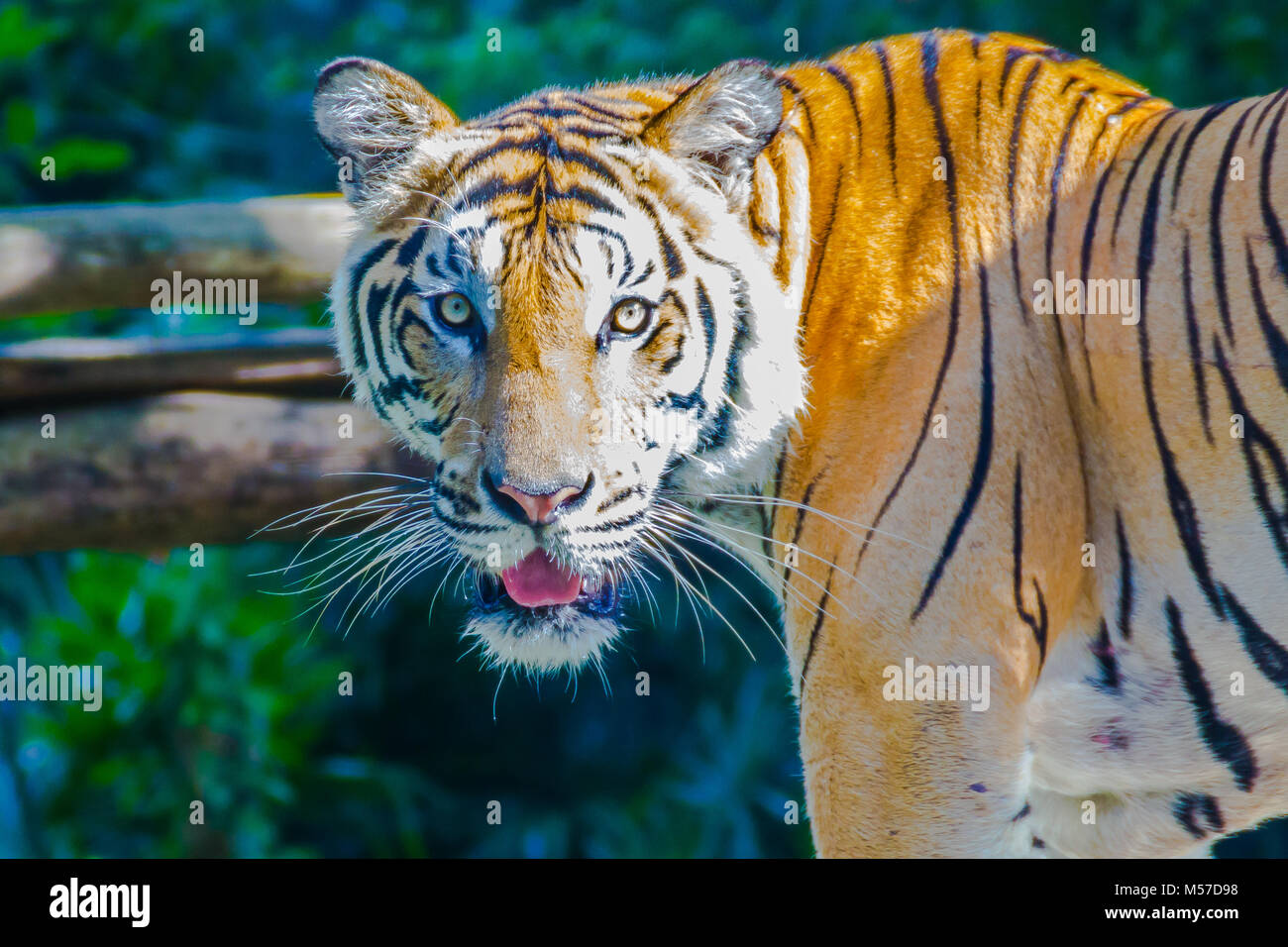 Indochinese tiger (Panthera tigris tigris), a tiger population that ...