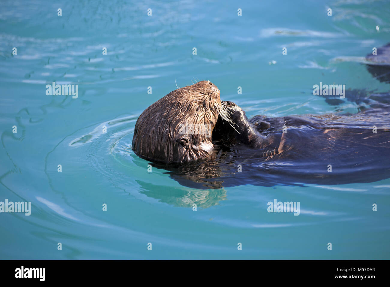 a Sea otter is eating mussels Stock Photo - Alamy