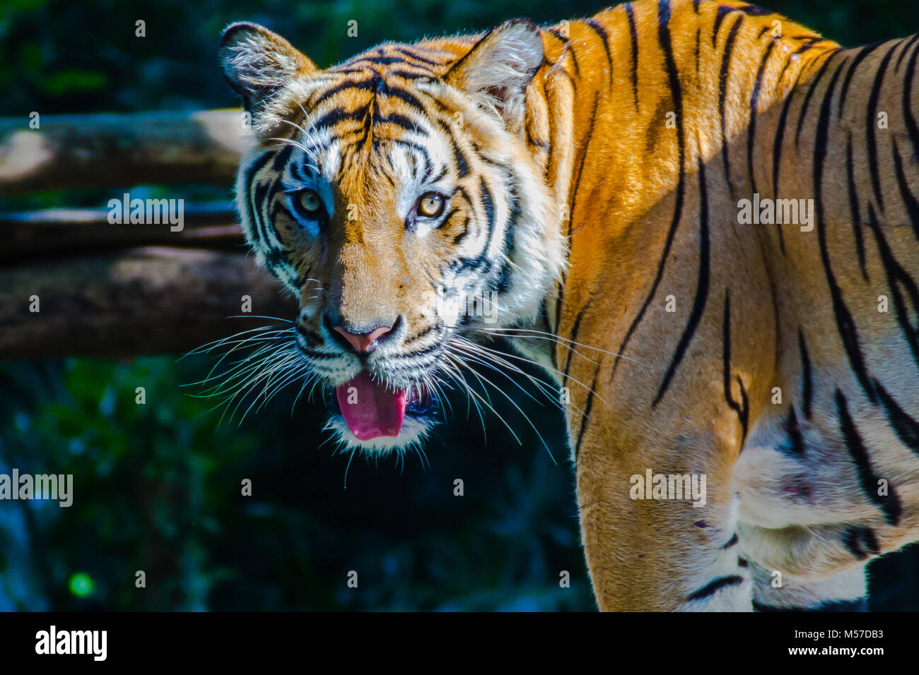 Indochinese tiger (Panthera tigris tigris), a tiger population that ...