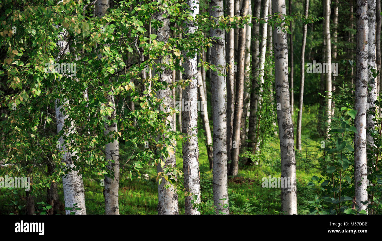 Birches forest panorama Stock Photo - Alamy