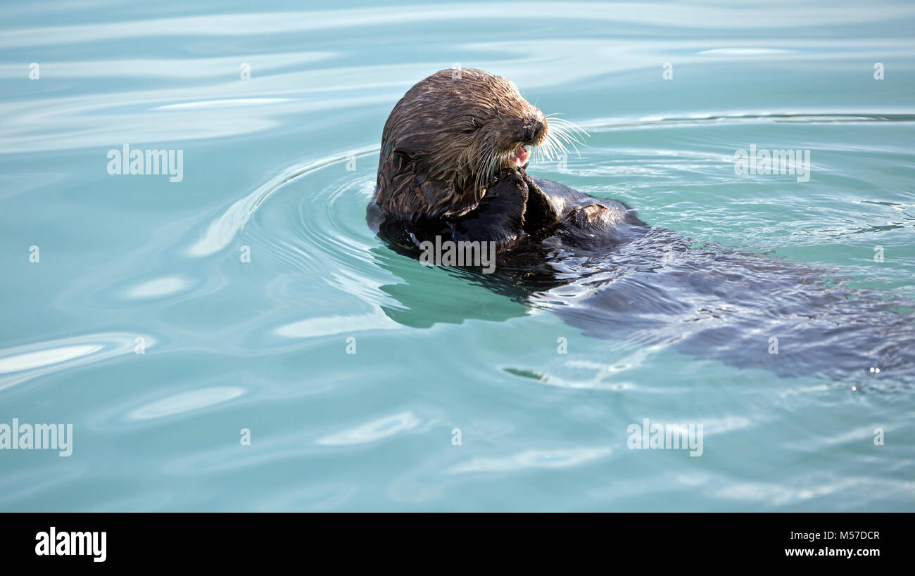 a Sea otter is eating mussels Stock Photo - Alamy