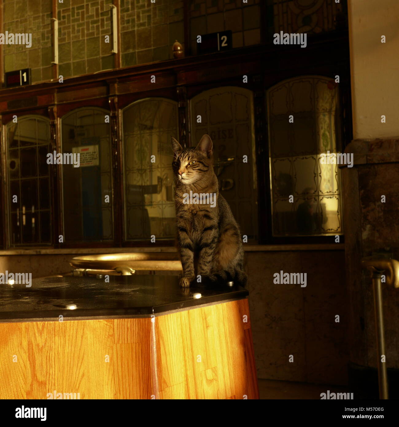 Istanbul cat hi-res stock photography and images - Alamy