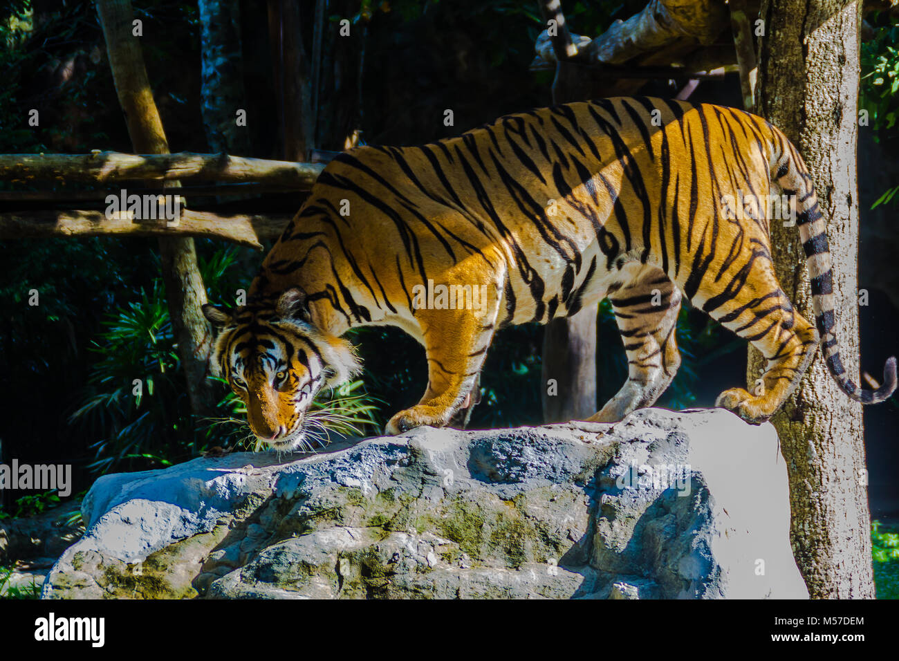 Indochinese tiger (Panthera tigris tigris), a tiger population that ...