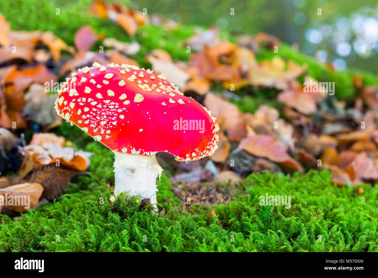 Fly and leaves hi-res stock photography and images - Alamy