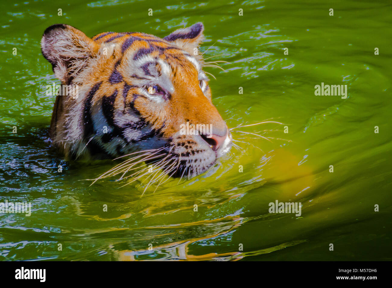 Indochinese tiger (Panthera tigris tigris), a tiger population that ...