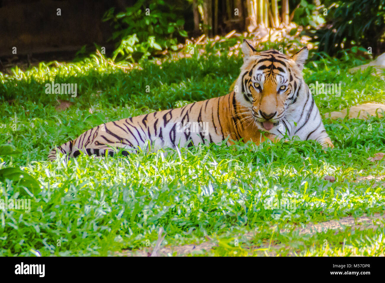 Indochinese tiger (Panthera tigris tigris), a tiger population that ...