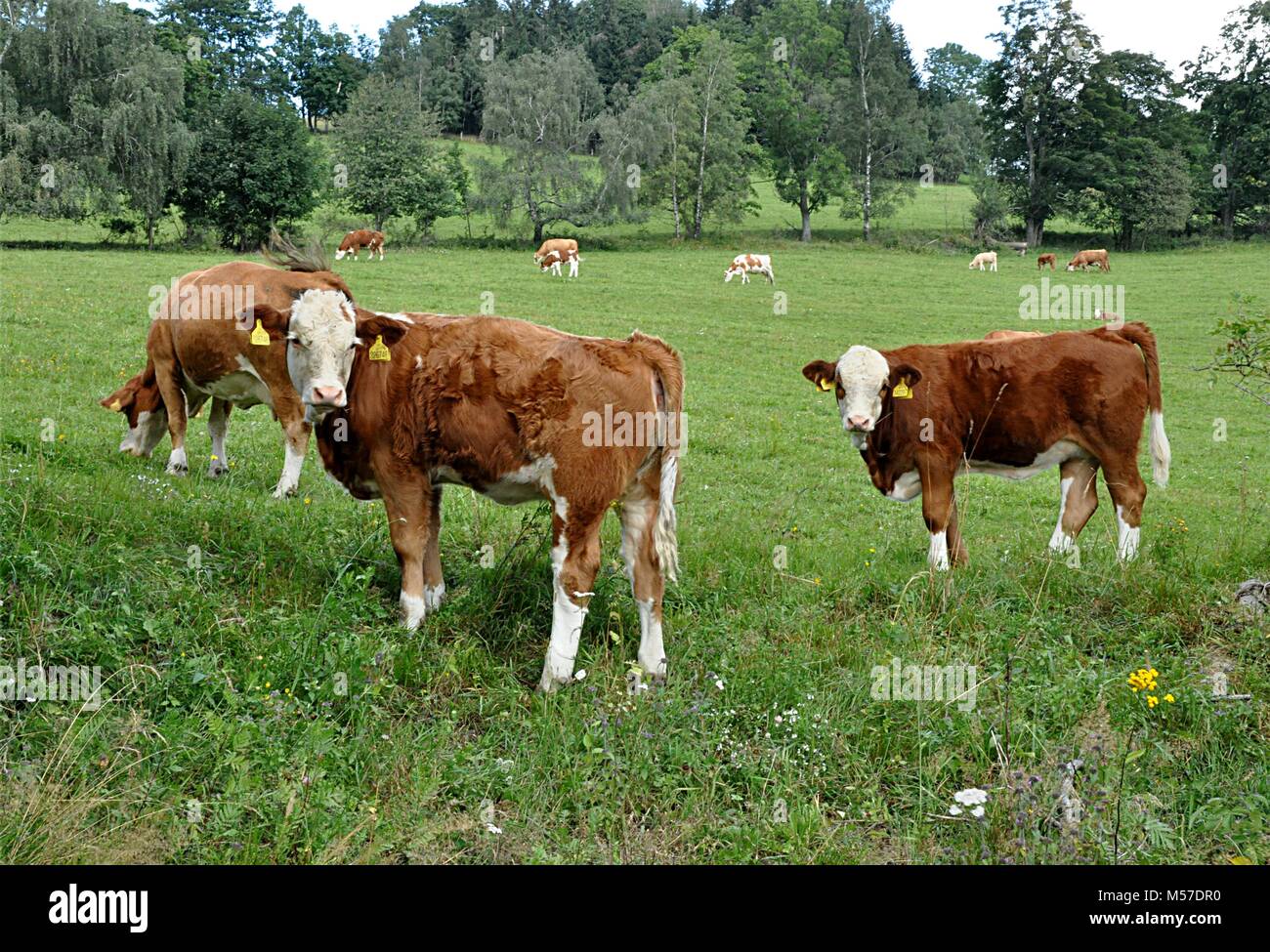 cows and nature Stock Photo - Alamy