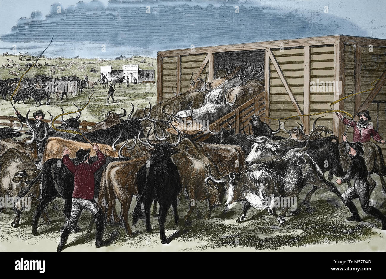 Cattle transport texas hi-res stock photography and images - Alamy