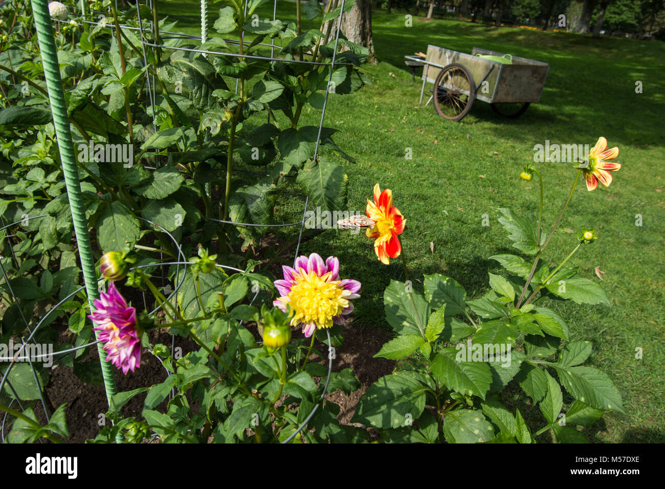 Flowers in a garden in nova scotia hi-res stock photography and images ...