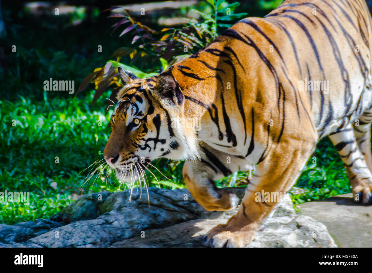 Indochinese tiger (Panthera tigris tigris), a tiger population that ...